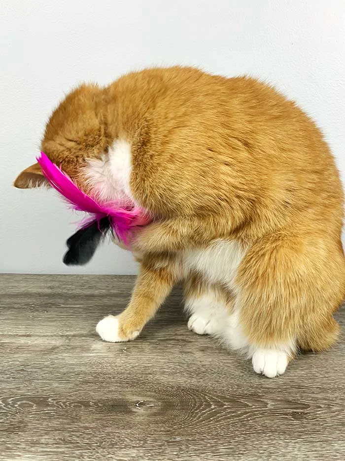 Homemade Catnip Toy - Easy DIY Toy for Cats - Koti Beth