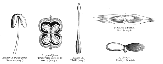 PLANT FAMILIES OF PUERTO RICO AND FLORIDA PAPO VIVES: BIGNONIACEAE ...