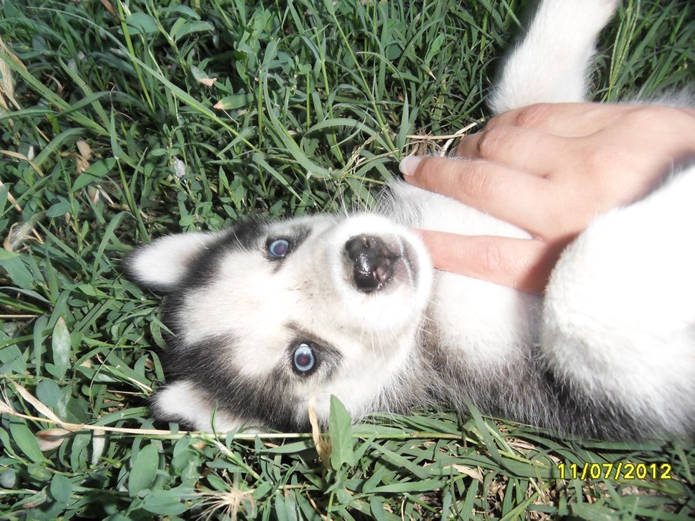 SIBIRSKI HASKI NA PRODAJU: SIBIRSKI HASKI PRODAJA