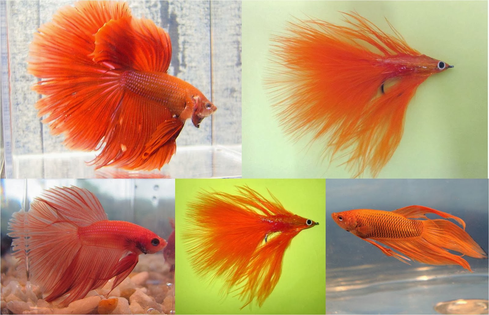 pet fish: Betta Fish Colors and Features