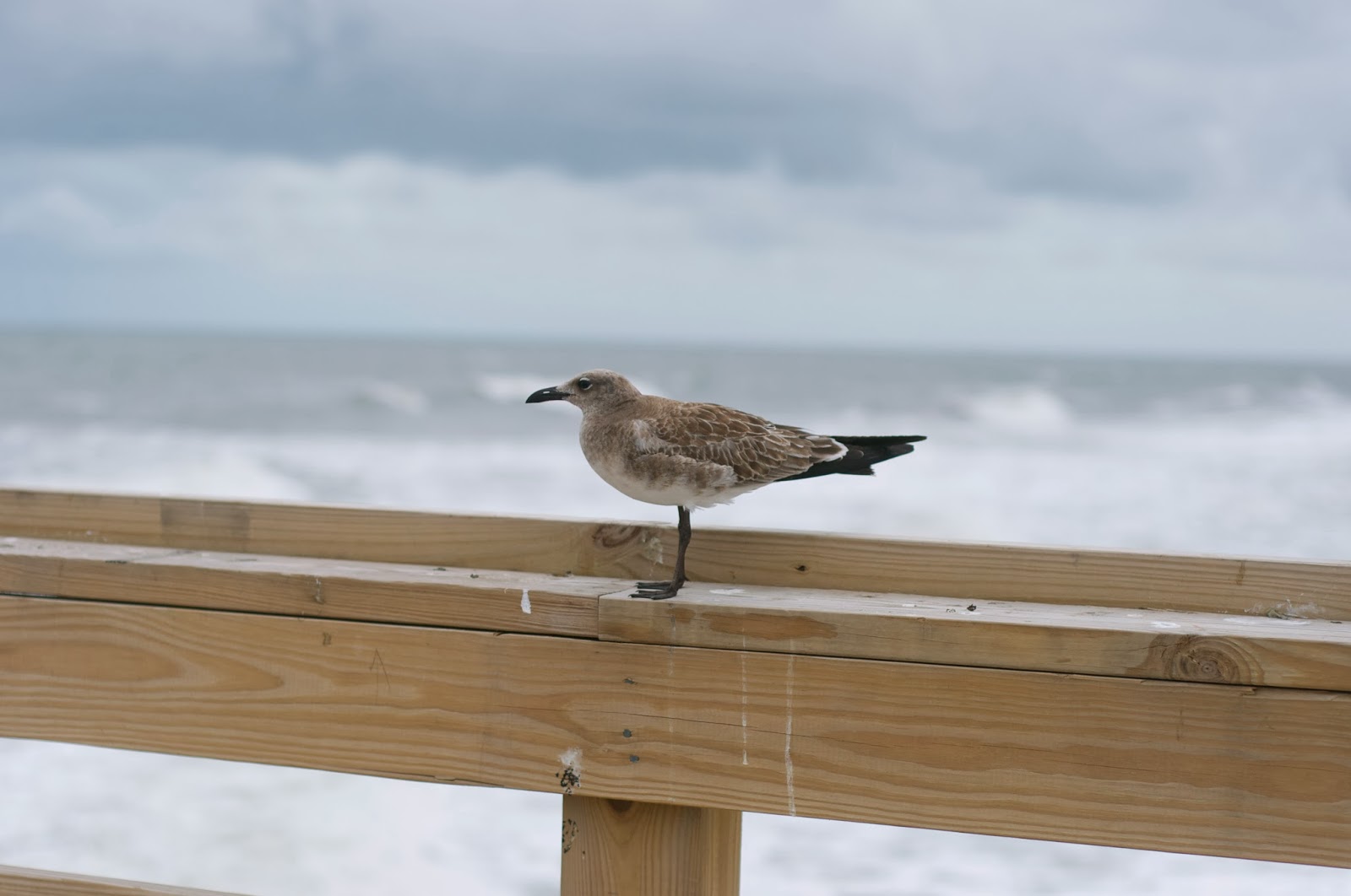 Eat, Pray, Diffuse: at the seashore