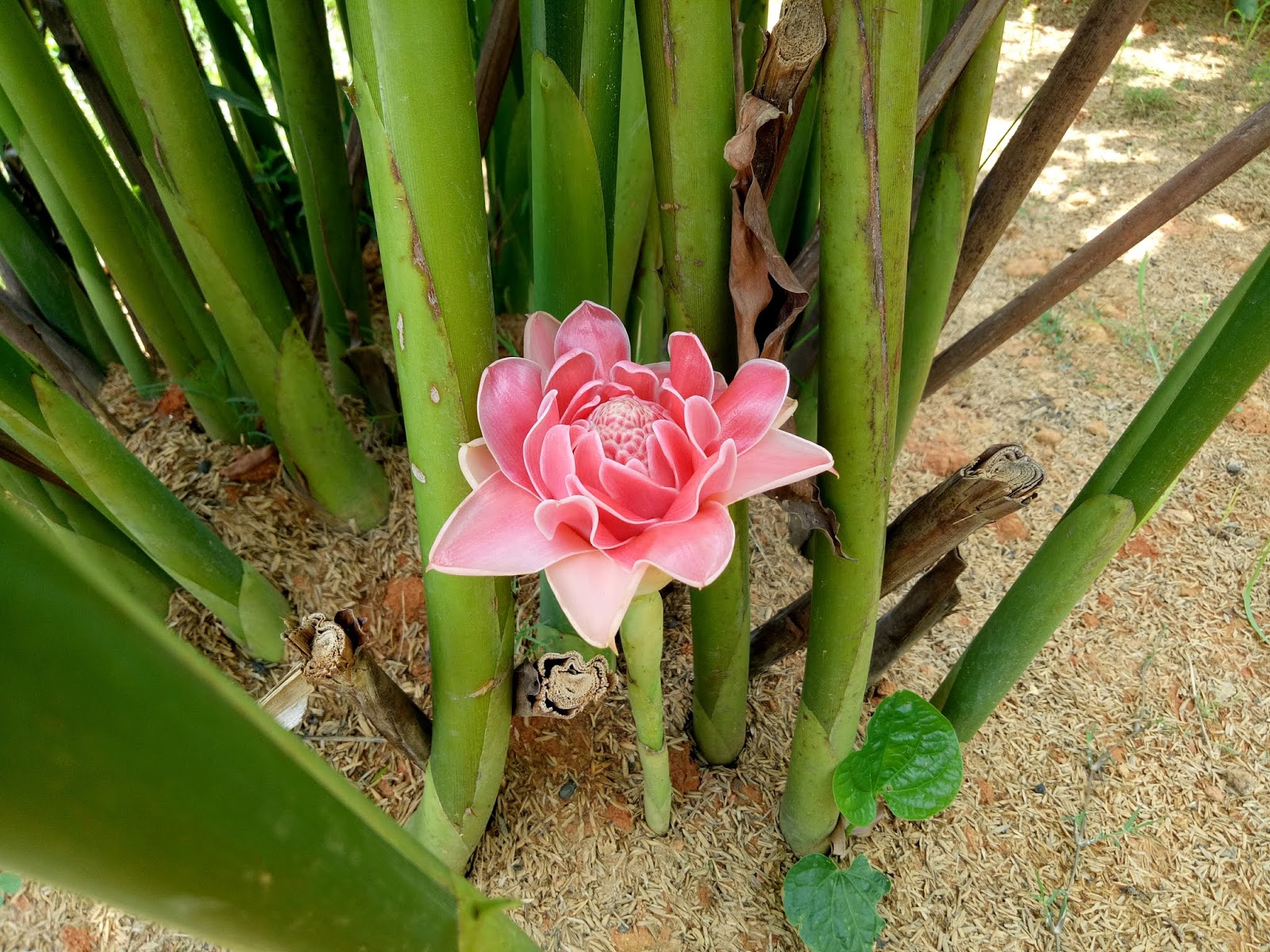 Experimental Farming: Bunga Kantan