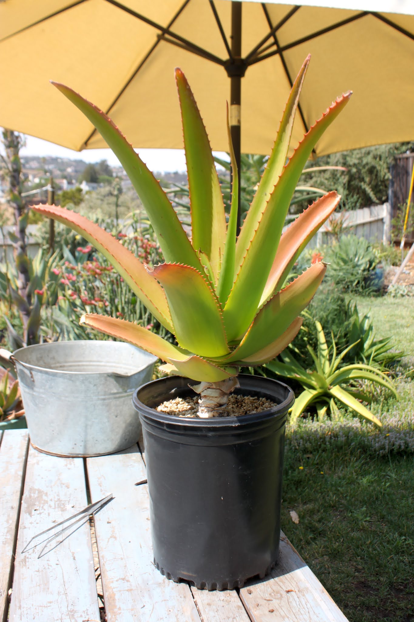 A weekend job - Upsizing Aloes to Bigger Pots