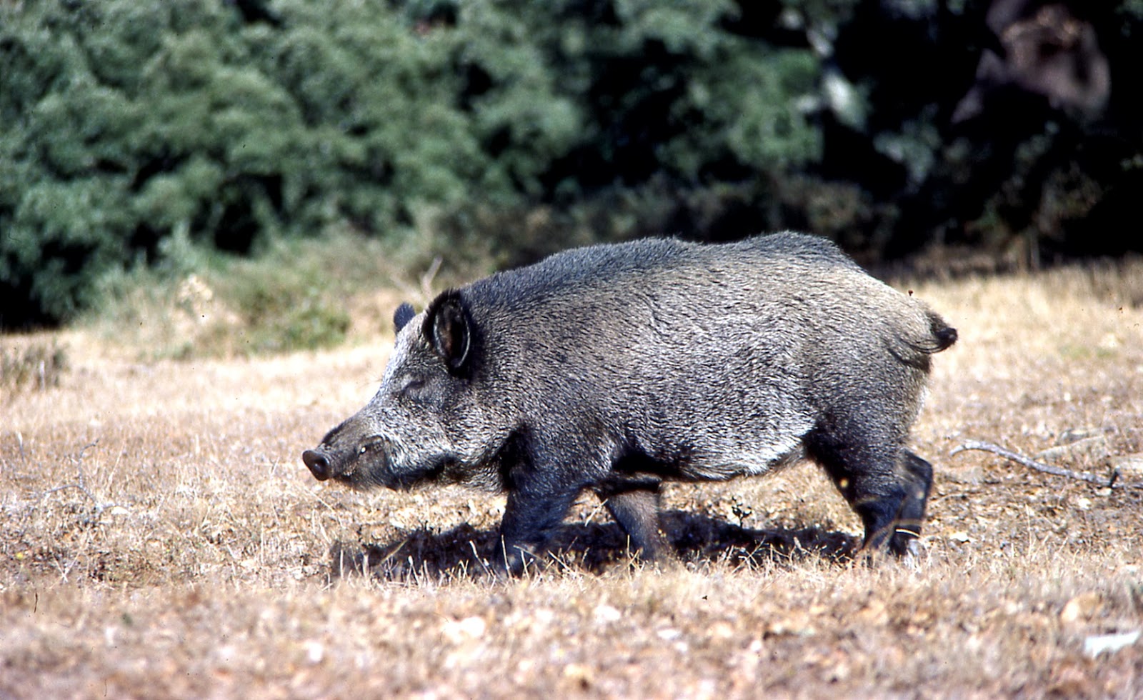 Forest Forestal: Jabalí