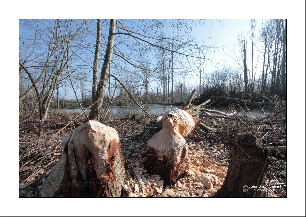 Oh les jolies dents ! Le Castor d'Europe. 2017 023.