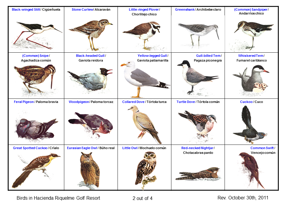 Hacienda Riquelme Blog: Naturaleza y observación de aves / Nature and ...