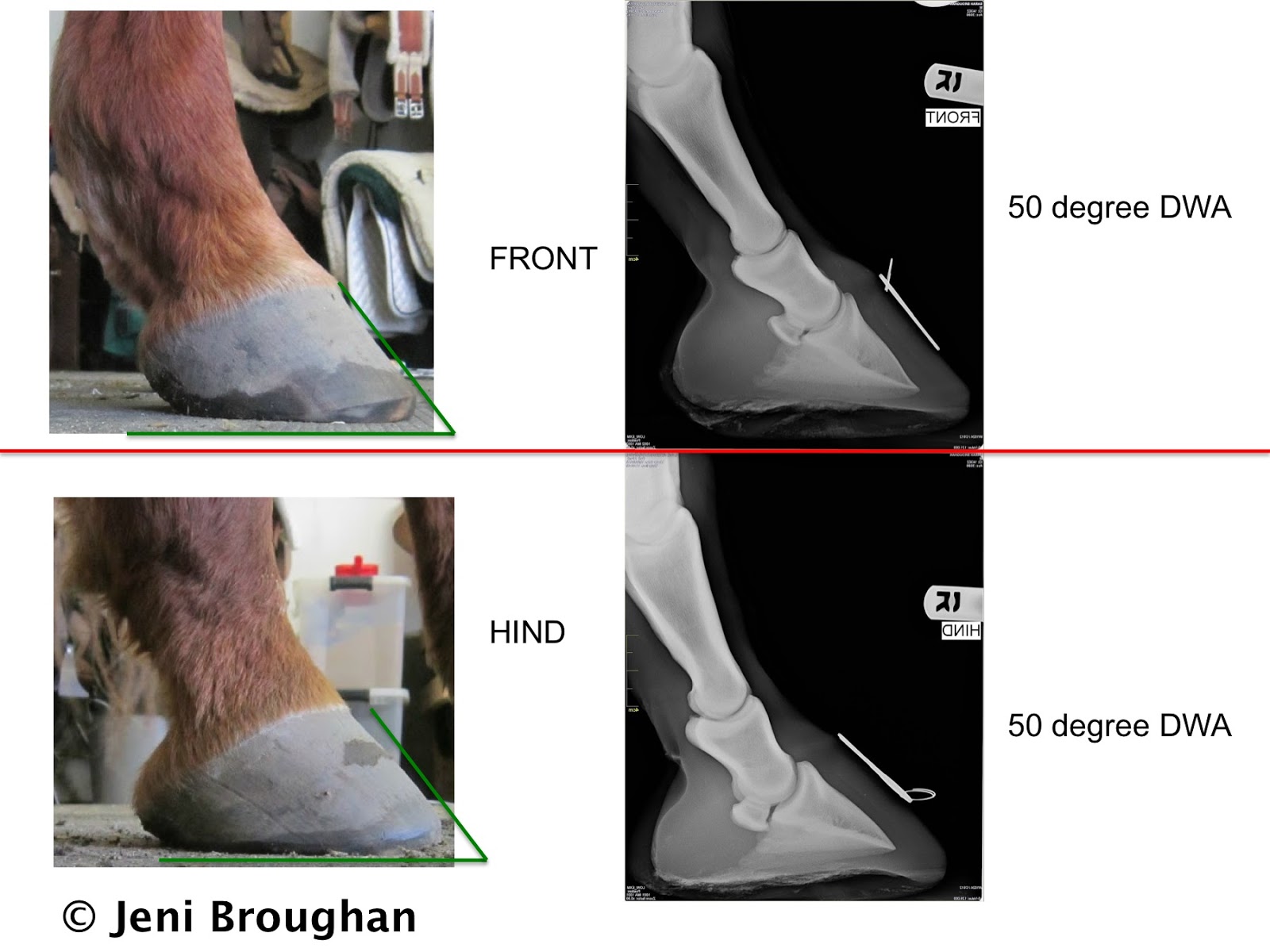 journey to better hooves: negative palmar angle on hind feet