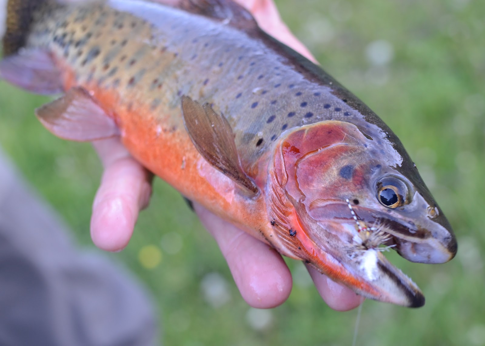 Fly Fish Food Review at Levi Skipper blog