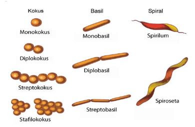 Materi Struktur, Cara Hidup dan Reproduksi Bakteri Mapel Biologi kelas ...