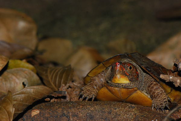 Reptile Research and Conservation Trust Of India: TURTLES OF INDIA