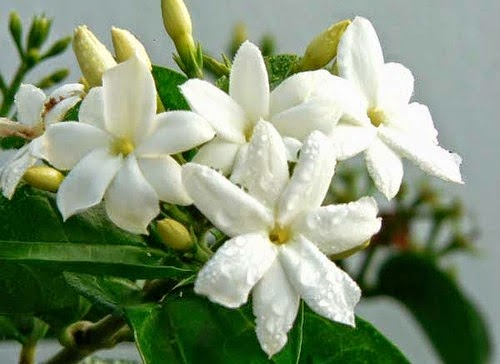 INDONESIA ku: Melati Putih (Jasminum Sambac)