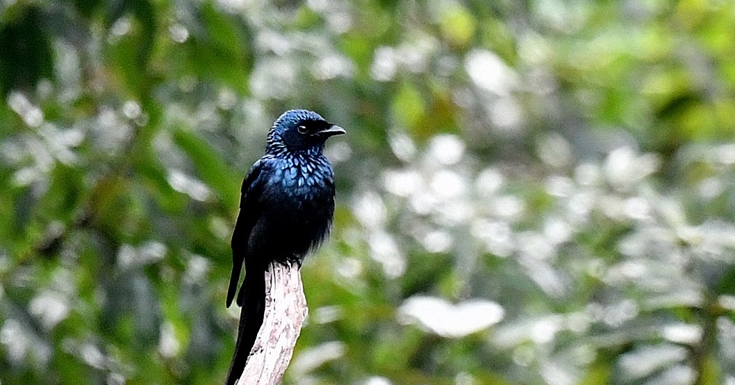 The Life Journey in Photography: Bronzed Drongo @ Fraser's Hill, Pahang ...
