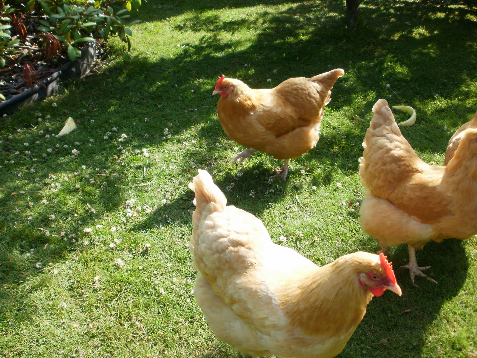 Wheatavore: Growing wheat in Alaska -- the Little Red Hen