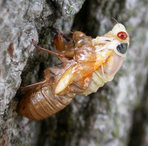 The Opulent Opossum: Periodical Cicadas: Big Nature