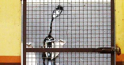 SCP fan page: SCP-700