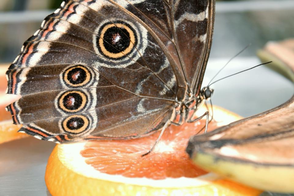Philadelphia Insectarium
