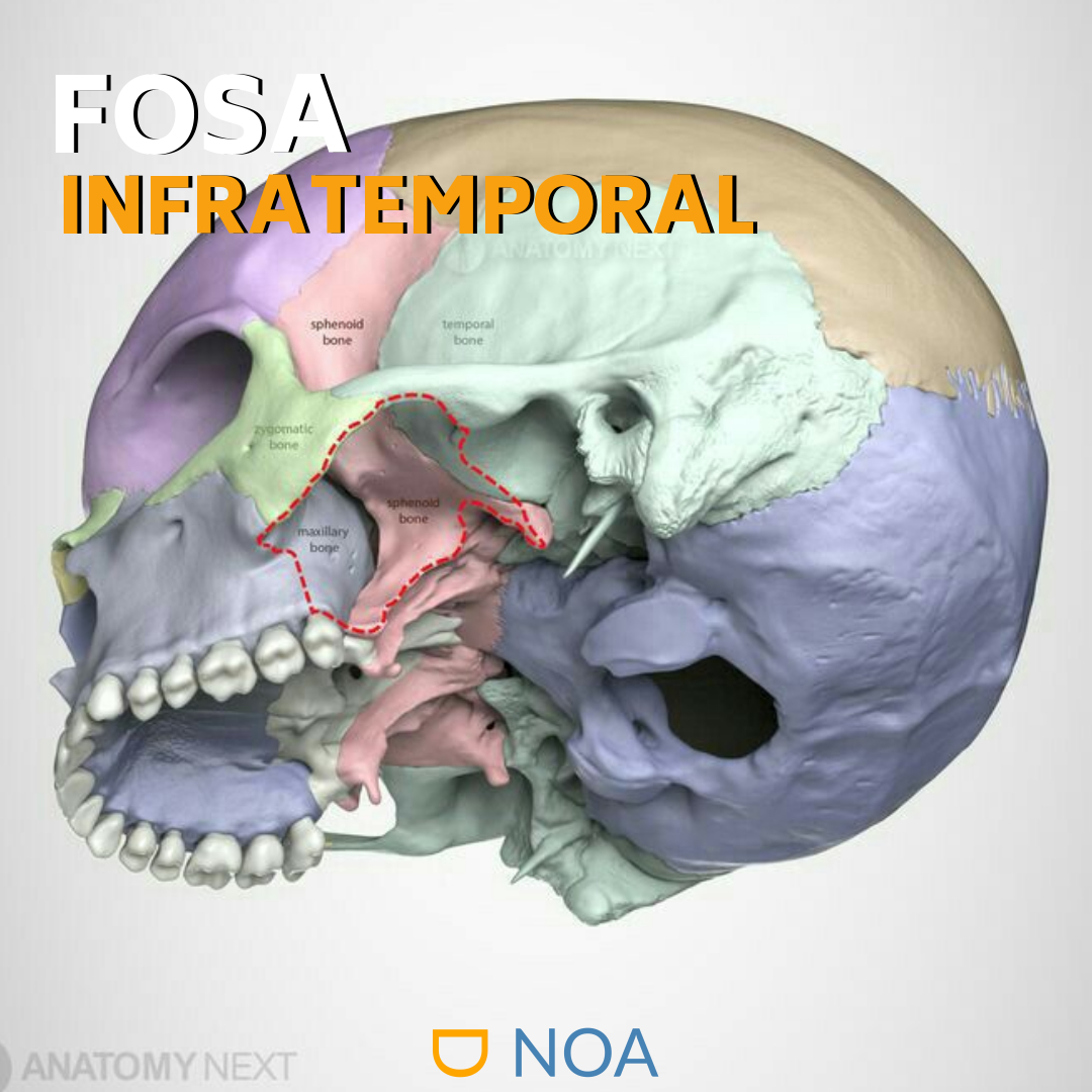 Fosa InfraTemporal Anatomia