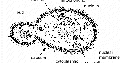 Cell Structure Of Yeast With Diagram Fungi