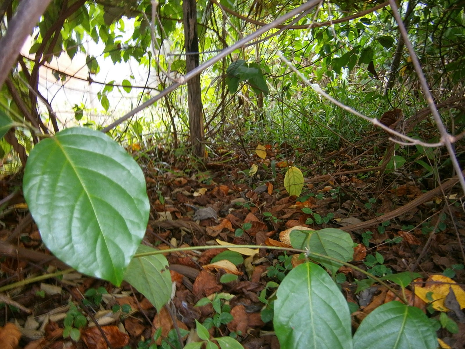 Zelando pela Chacrona e pelo Jagube: Sementeira Natural de Jagubes