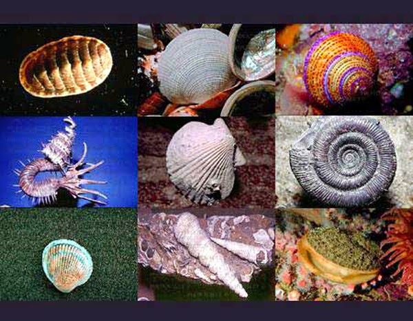 La Ciencia de la Vida : Equinodermos: Moluscos y Anélidos