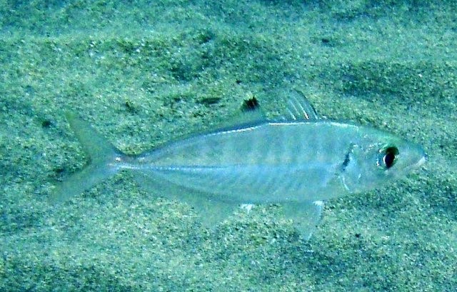 Artes de Pesca: LOS CARANGIDAE