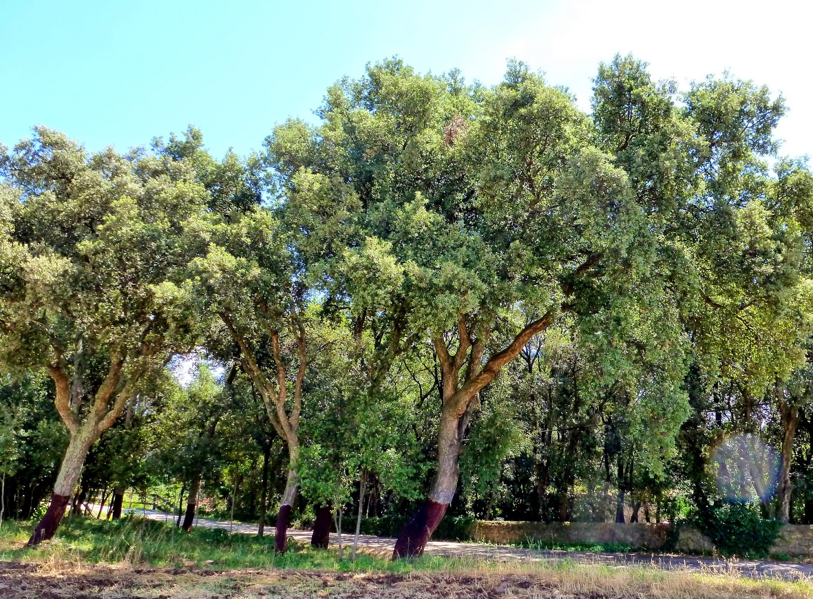 Árboles con alma: Alcornoque. Alzina surera (Quercus suber)