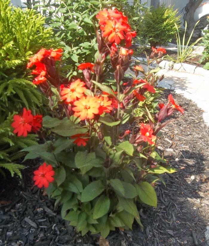 Future Plants by Randy Stewart: Campion and Catchfly