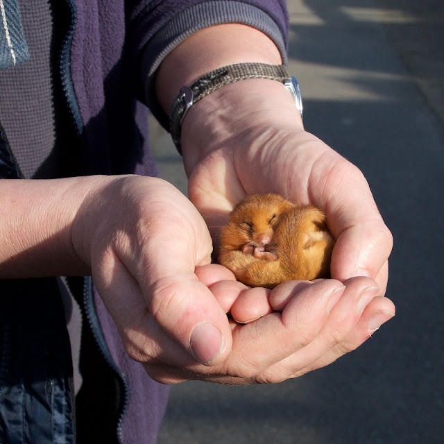 Dormice and Hibernation