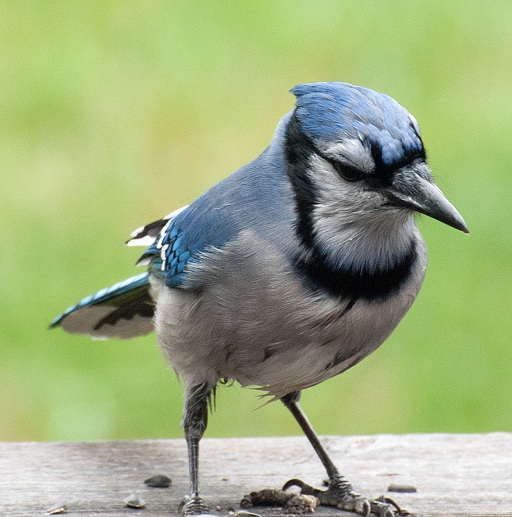 Me, Boomer and The Vermilon River: Fall Scenes, Spider Webs,Blue Jay ...