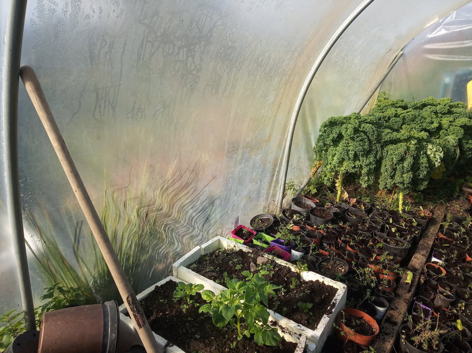 NORTHSIDER : Potting On In The Polytunnel..