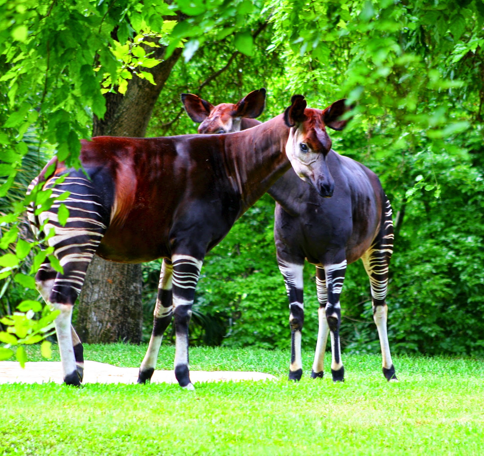 ΟΚΑΠΙ photos - wallpapers | the fun bank