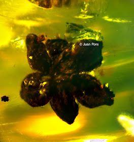 Microscope World Blog: November 2016