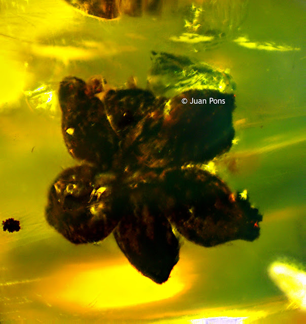 Microscope World Blog: 2016