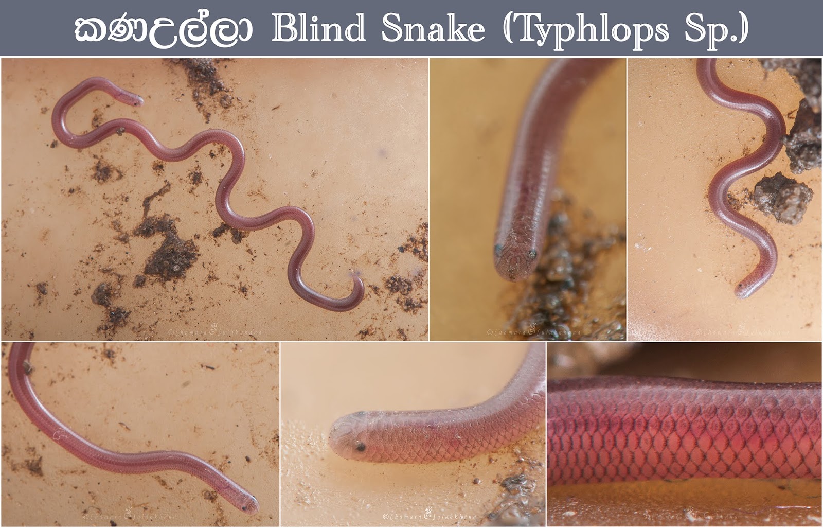 සතුන්ගේ ලෝකය: කණඋල්ලා Blind Snake (Typhlops Sp.)