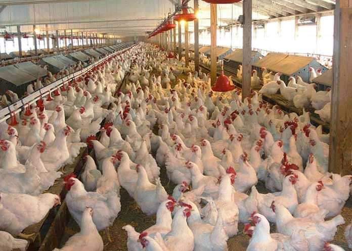 Farm Buildings And Structures Importance In Farm Enterprise Farm Buildings And Structures Importance In Farm Enterprise