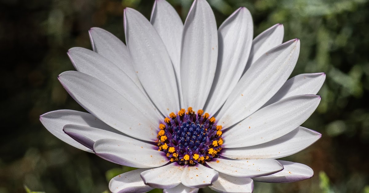 a intervalos: Ofreciendo su néctar