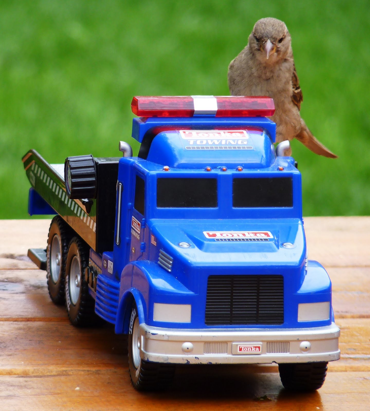 Minneapolis Backyard Birds - Jeanasina's Crazy Stuff: How to Move a ...