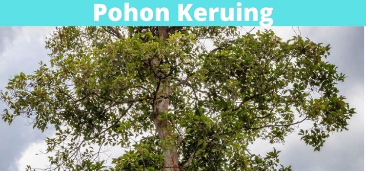 Membedah Perbedaan Kayu Keruing dan Kayu Merbau - pro rumah