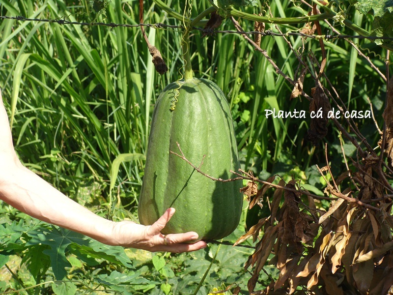 Planta cá de casa: Bucha vegetal