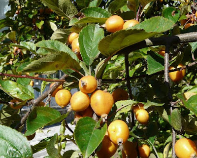 Всё о бегониях и не только...: Яблоня азиатская (Malus asiatica, =Malus ...