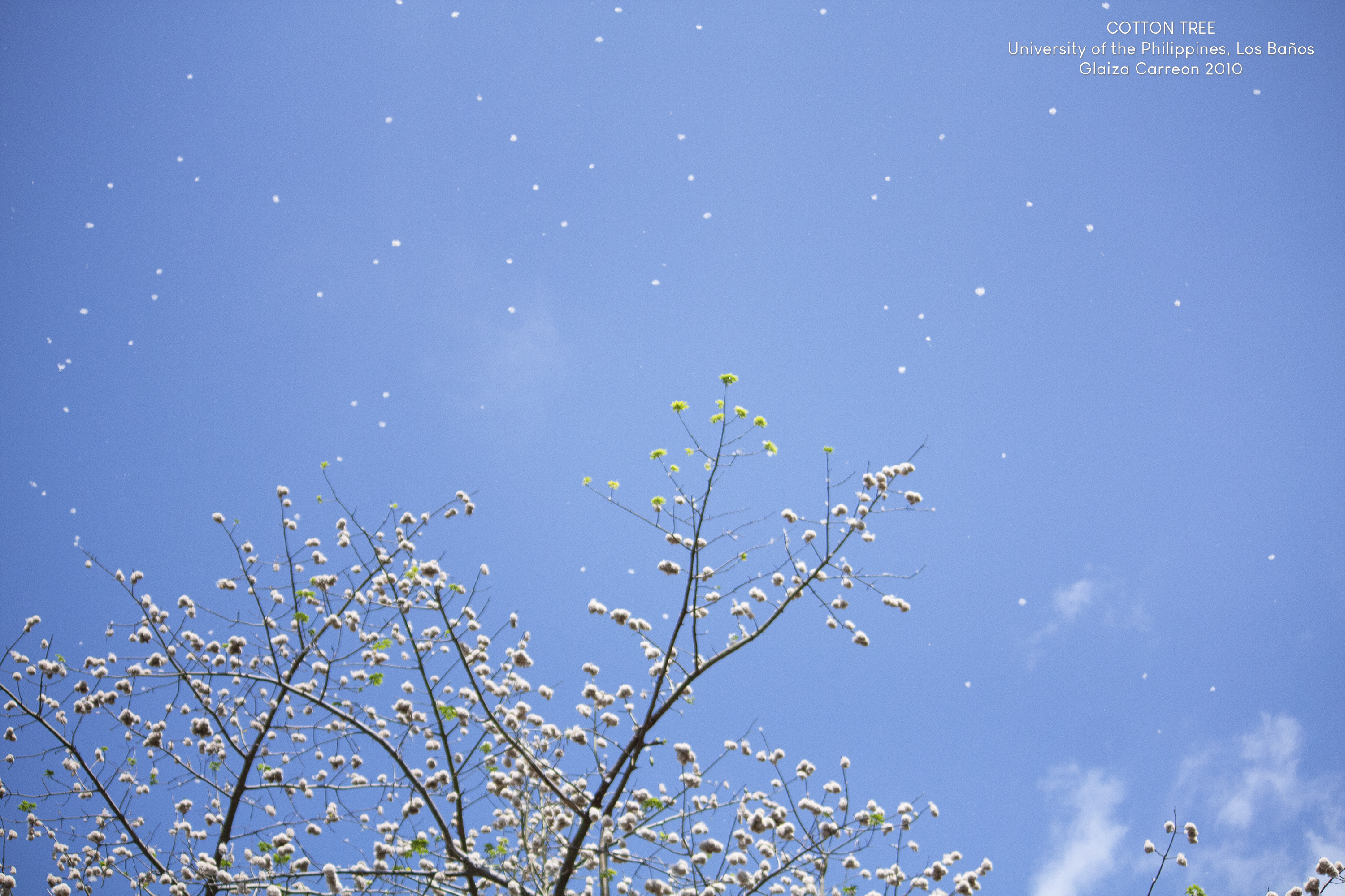 Cotton Tree at UPLB, April 2010