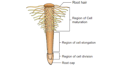 what is Root System its Types, regions and root modification | study ...