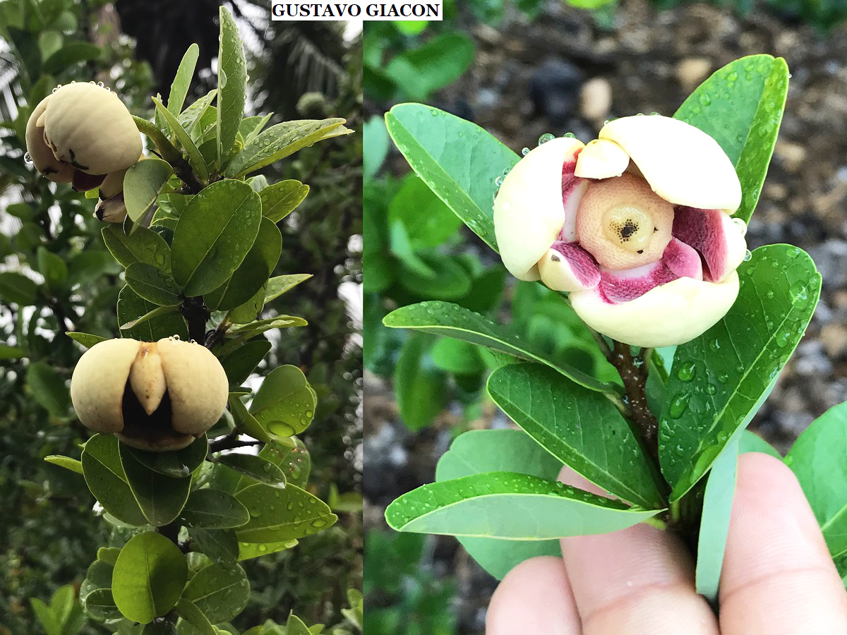 Viveiro Ciprest - Plantas Nativas e Exóticas: Anona Laranja da Bahia ...