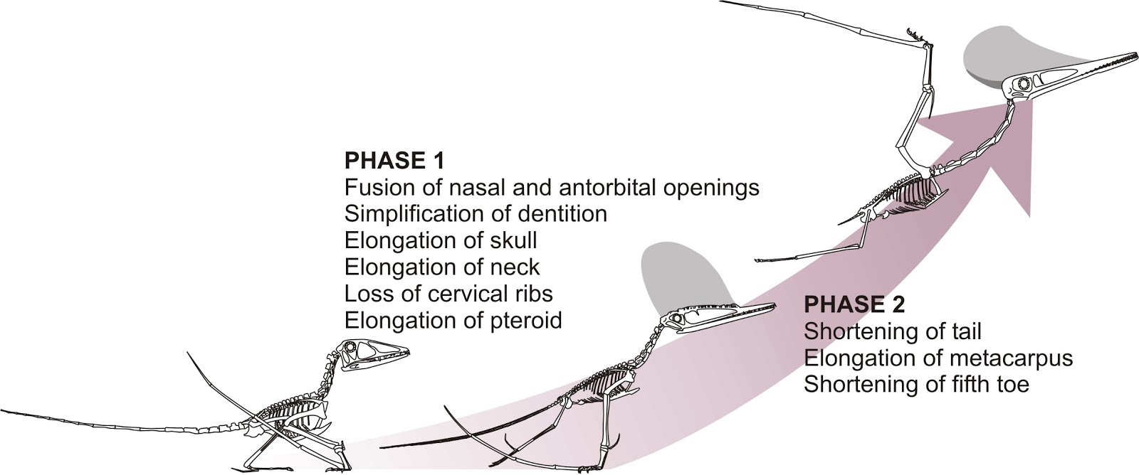 Mark P. Witton's Blog: Praise for Pterosaurs: Natural History ...
