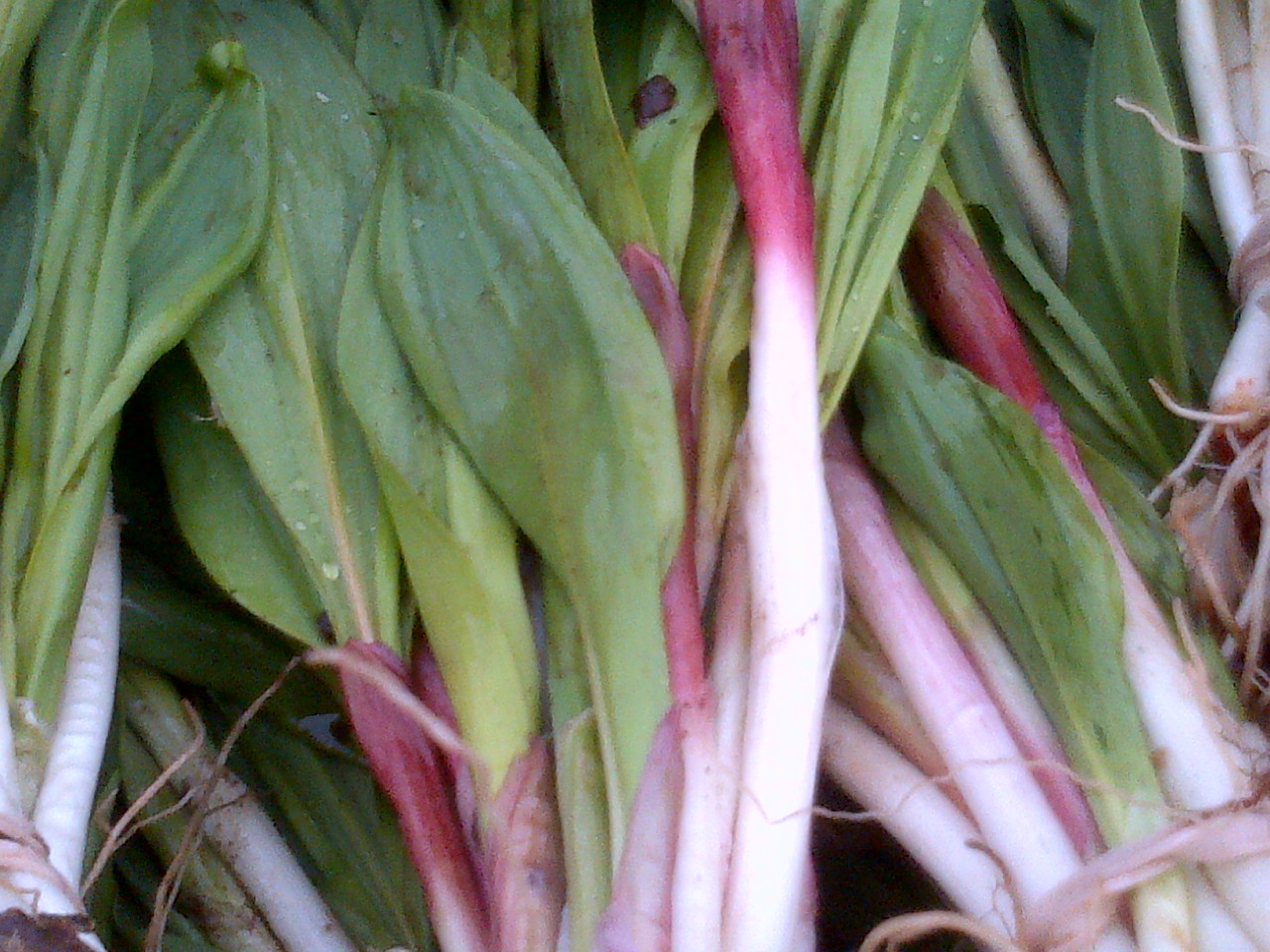 The Produce Savant: The ramps are here!