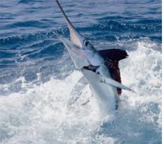 Jenis Ikan Marlin Dan Ciri Cirinya | IKAN DAN LAUT