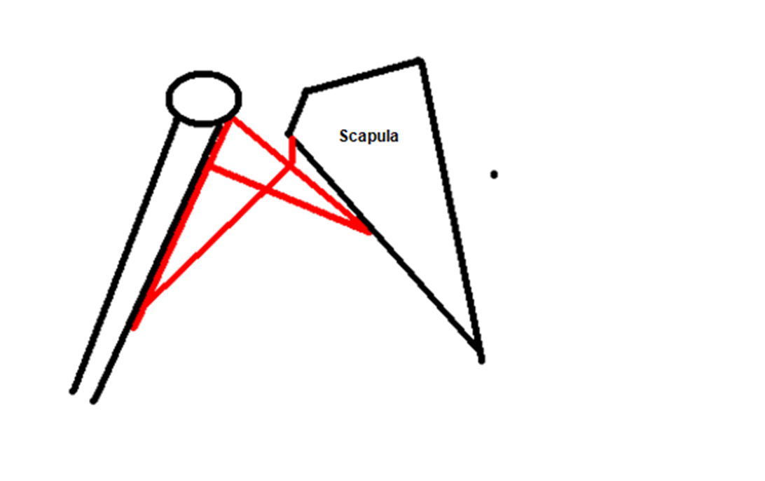 easyhumanatomy: Intramuscular spaces in scapular region/ axillary ...