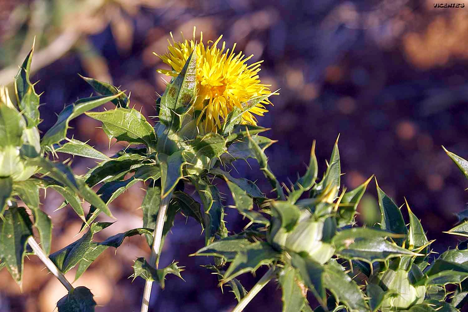 Las flores silvestres de Hormaza: Carthamus tinctorius