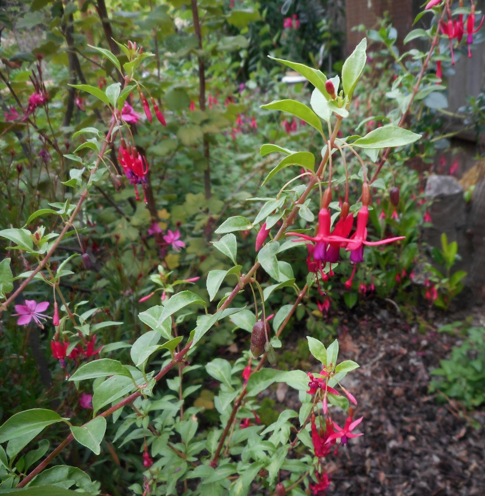 Gardening With Grace: Enjoying the Blossoms Before They're Gone