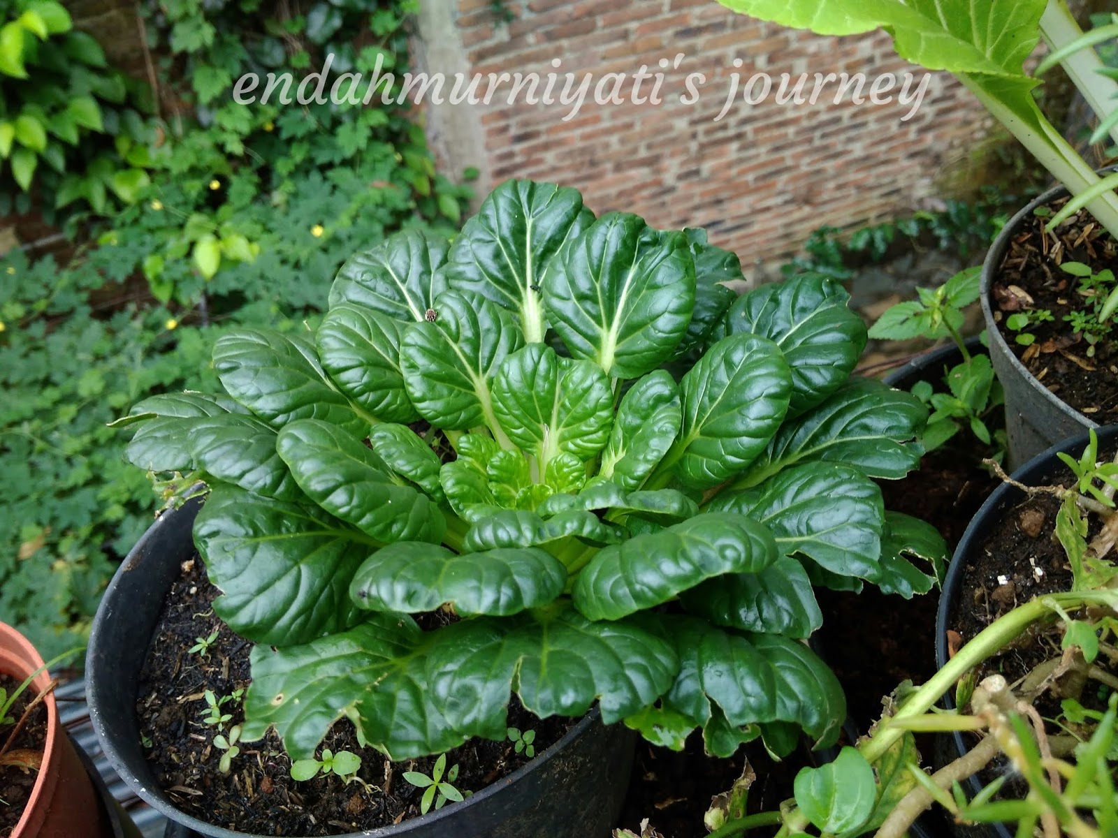 Endah Murniyati's Journey: SAWI 'TA KE CAI' AKA SAWI PAGODA